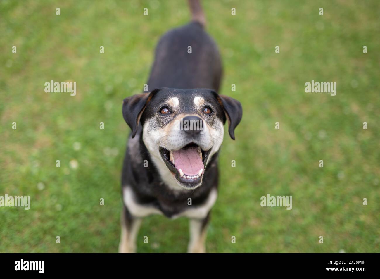 Happy dog, crossed husky and Hungarian Short-haired Pointing Dog ...