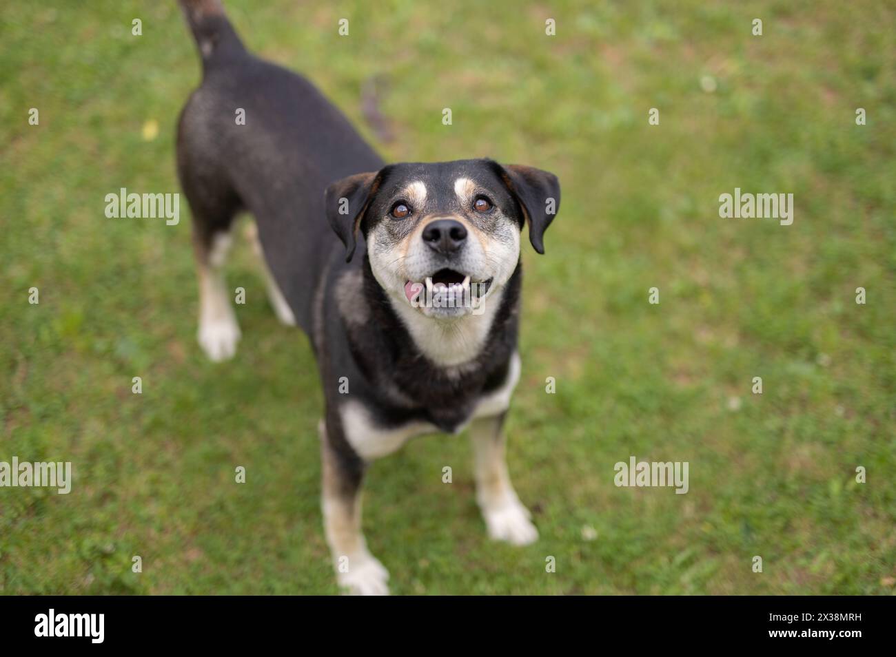 Happy dog, crossed husky and Hungarian Short-haired Pointing Dog ...