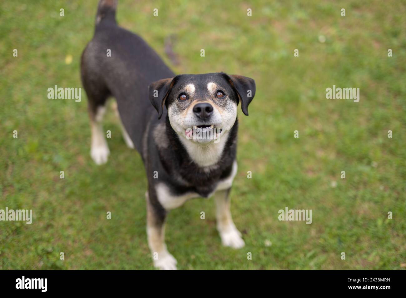 Happy dog, crossed husky and Hungarian Short-haired Pointing Dog ...