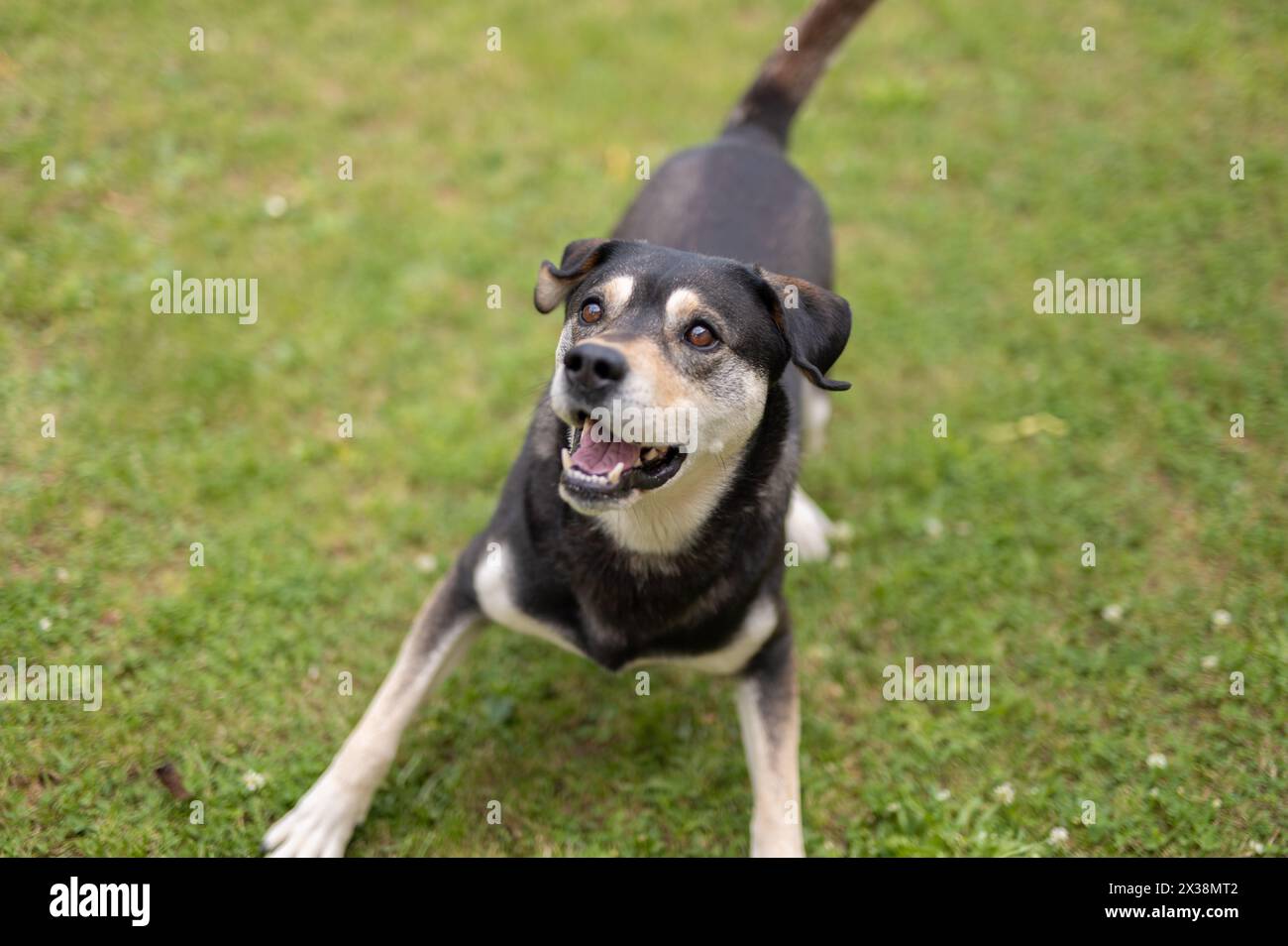Happy dog, crossed husky and Hungarian Short-haired Pointing Dog ...