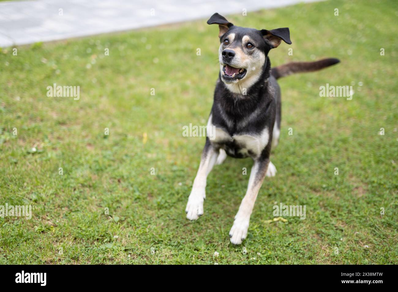 Happy dog, crossed husky and Hungarian Short-haired Pointing Dog ...