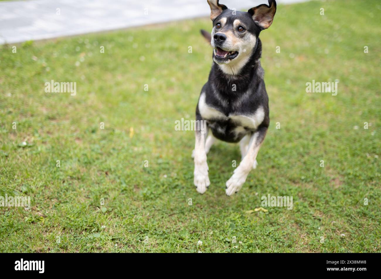 Happy dog, crossed husky and Hungarian Short-haired Pointing Dog ...