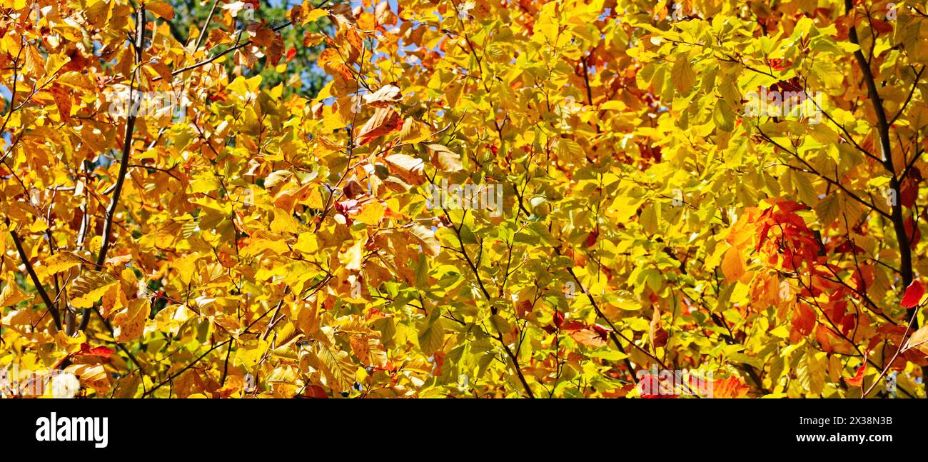 Autumn leaves on the sun. Fall background. Wide photo Stock Photo - Alamy