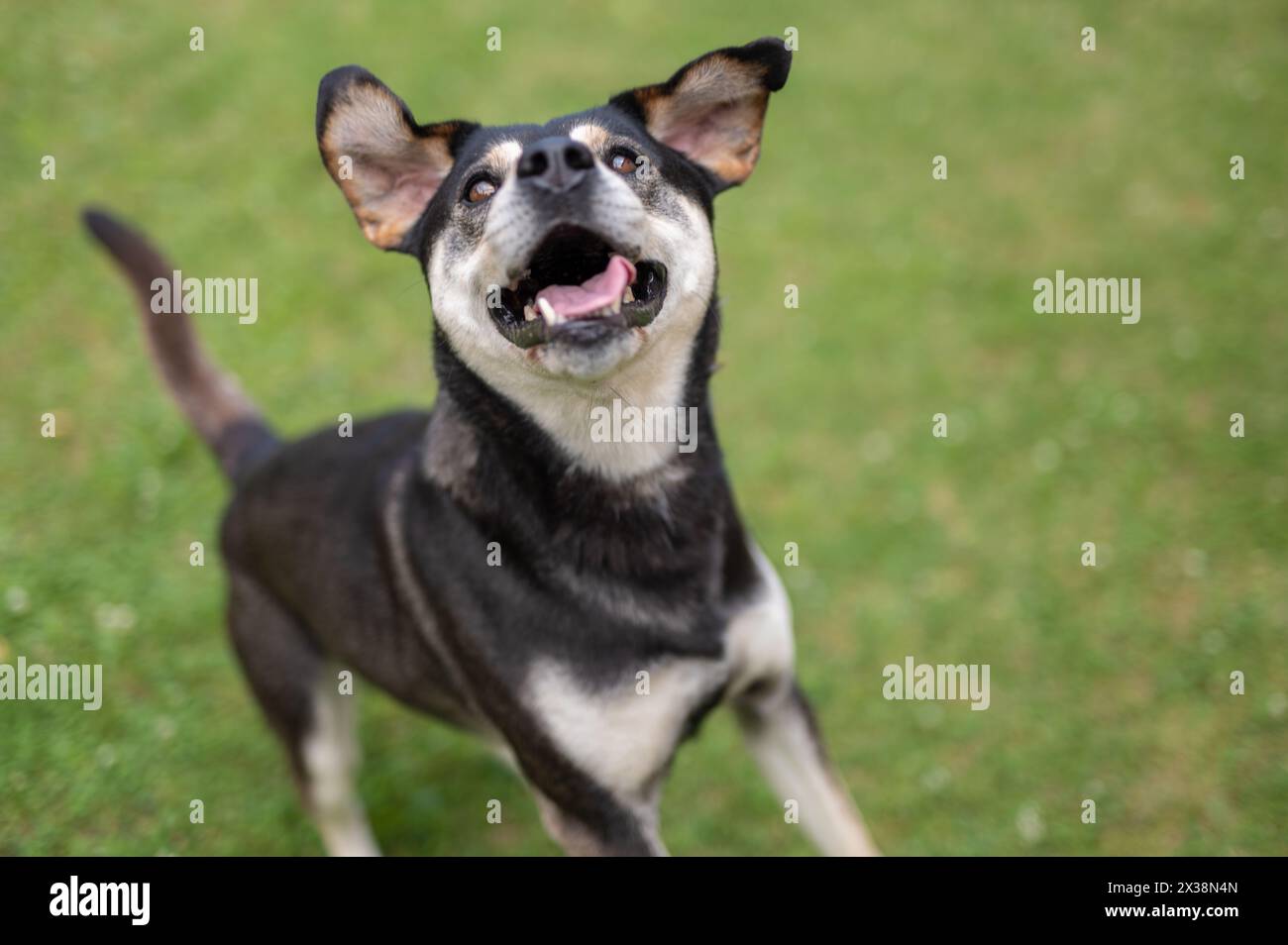 Happy dog, crossed husky and Hungarian Short-haired Pointing Dog ...