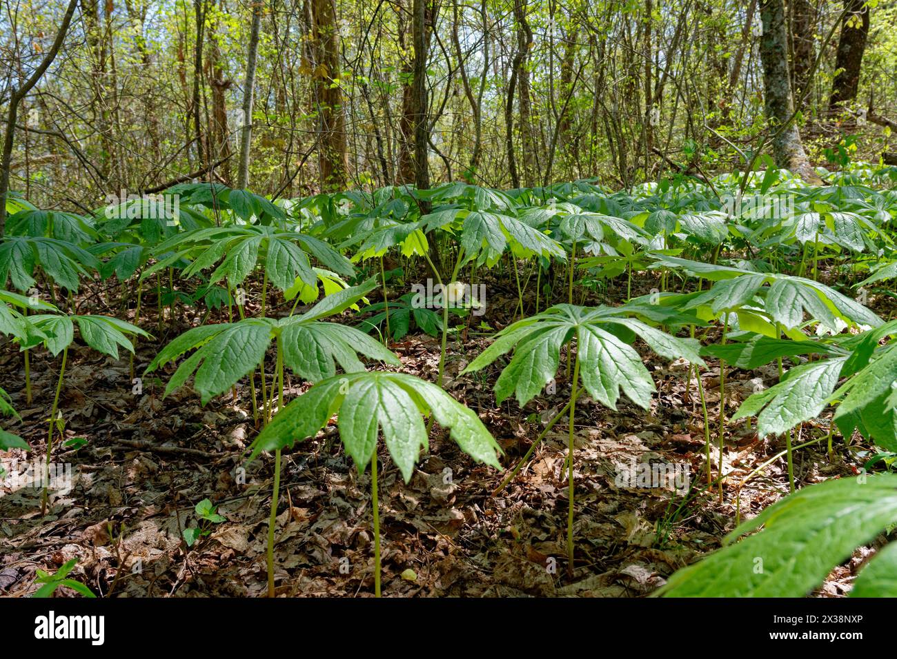 Mayapple plants some with one white flower underneath the umbella shape ...