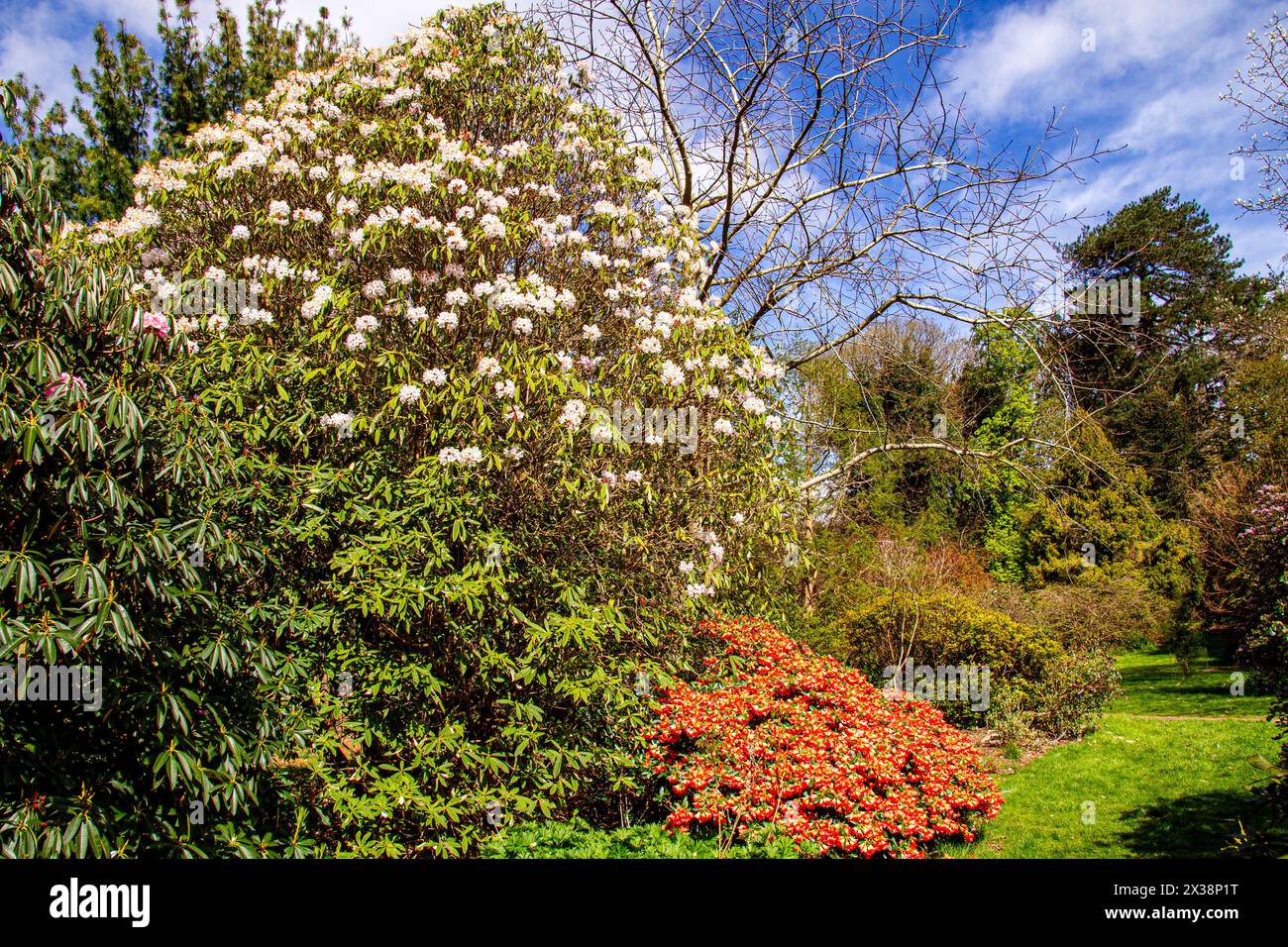 Dundee, Tayside, Scotland, UK. 25th Apr, 2024. UK Weather: Beautiful ...