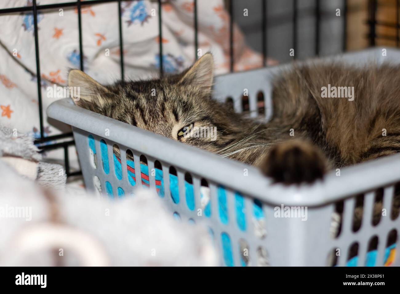 A Felidae member, the Cat, a small to mediumsized carnivorous mammal ...