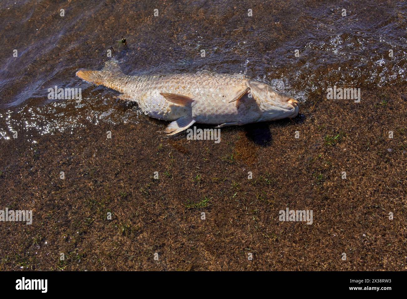 dead fish on the shore of a lagoon. concept of environmental ...