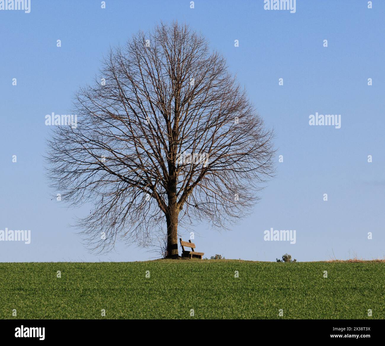Tree without any leaves on green Grass Stock Photo - Alamy