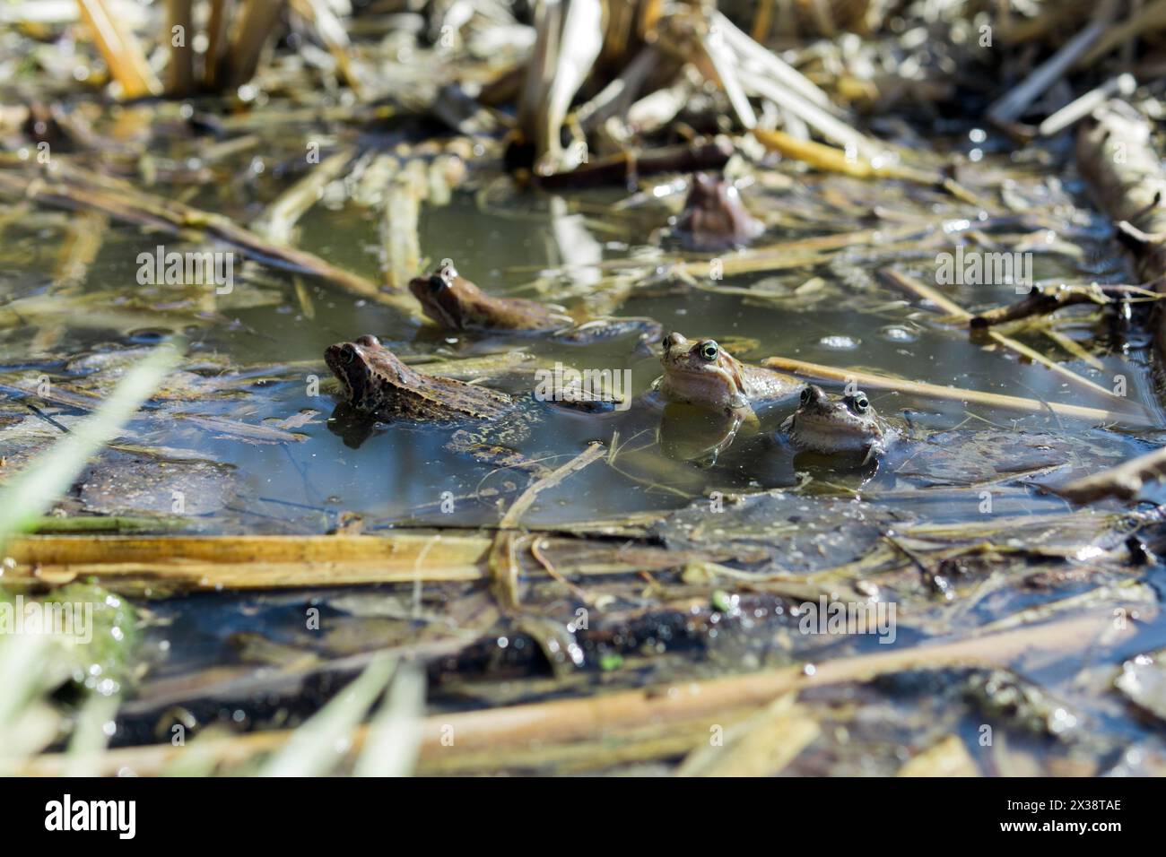 Frogs during mating in hi-res stock photography and images - Alamy