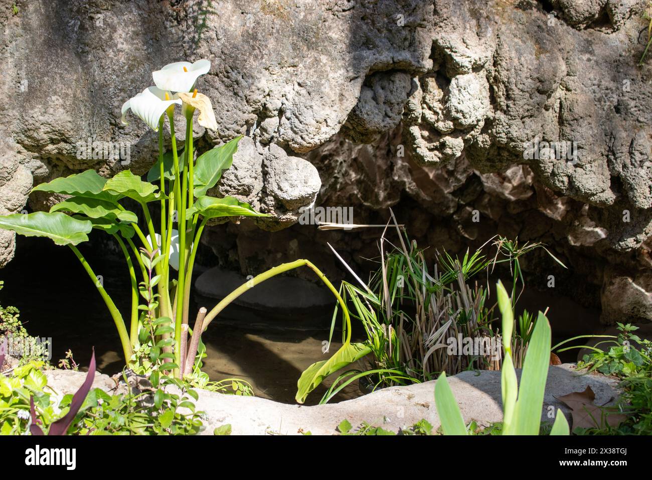 Lilly blossom in front of a small cave Stock Photo - Alamy