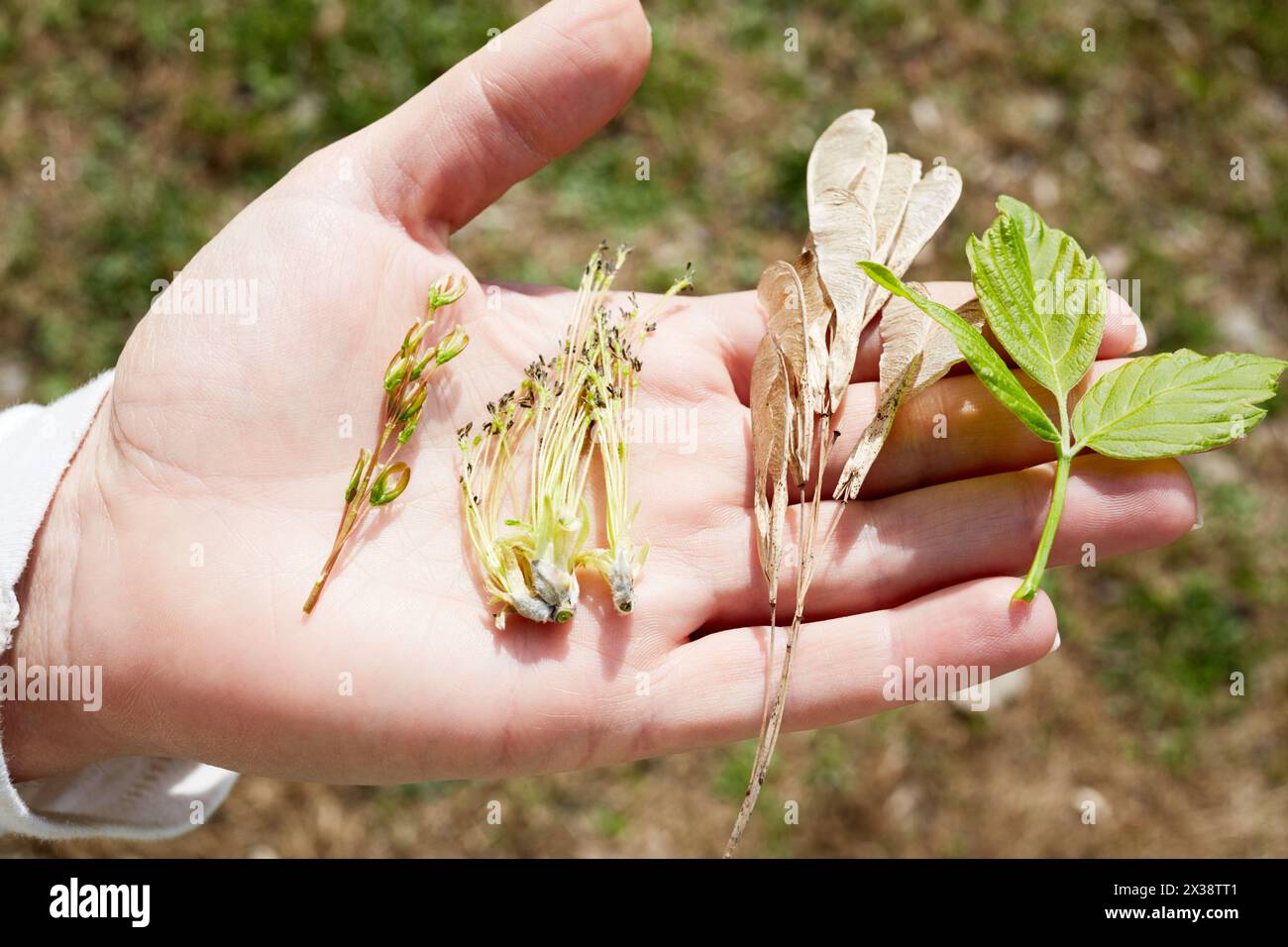 Closeup female hand with juvenile leaves, male and female flowers and ...