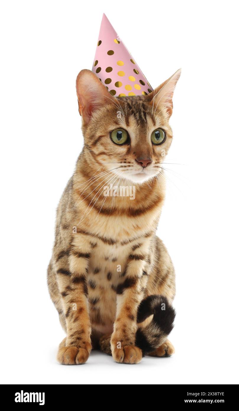 Cute Bengal cat with party hat on white background Stock Photo - Alamy