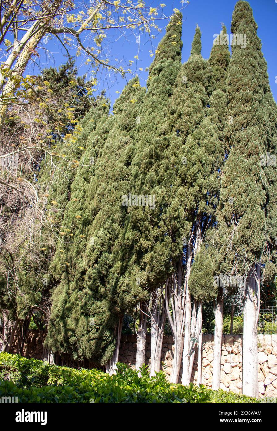 Majestic tall trees hi-res stock photography and images - Alamy