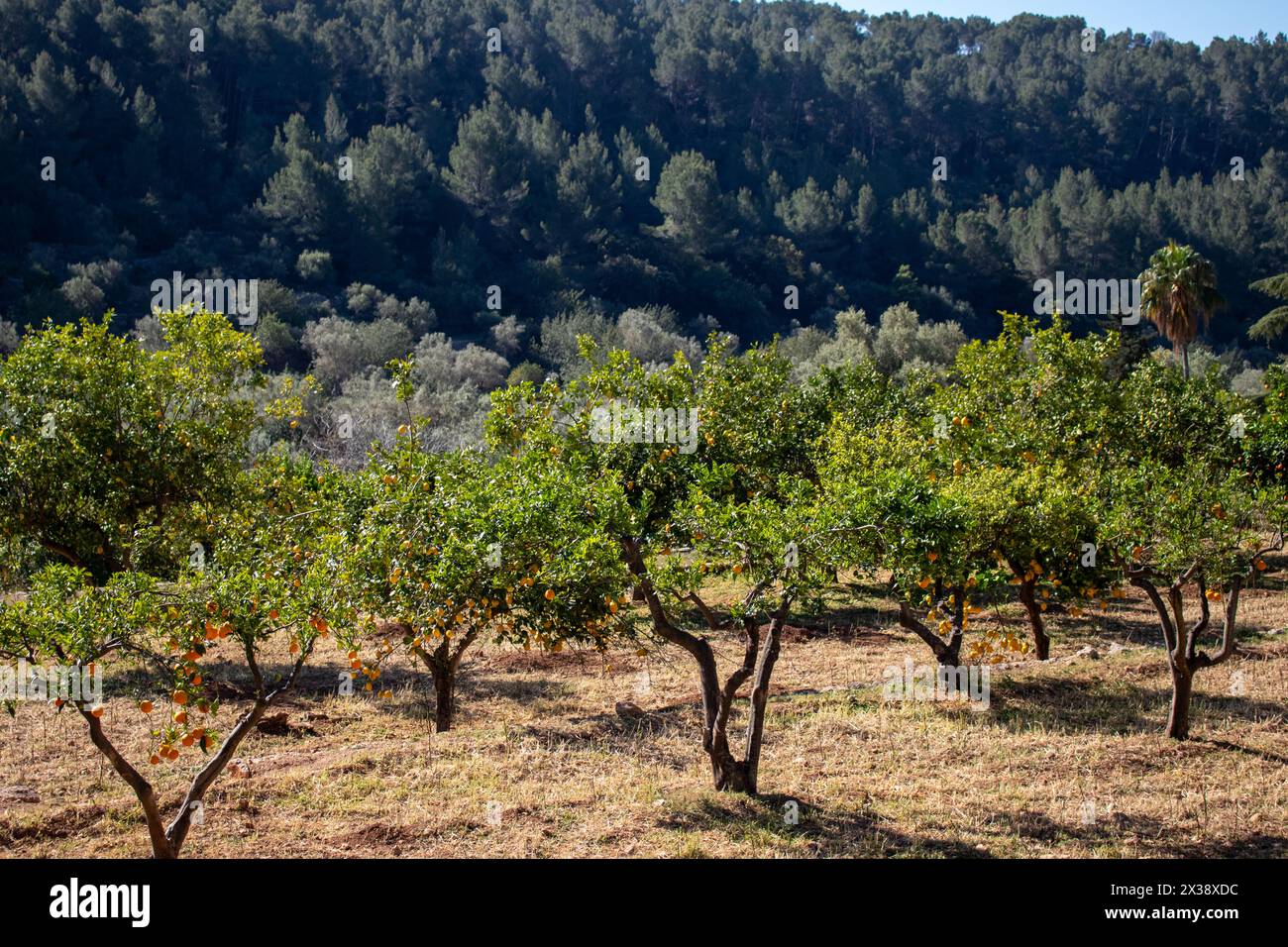 Tangerine trees hi-res stock photography and images - Alamy