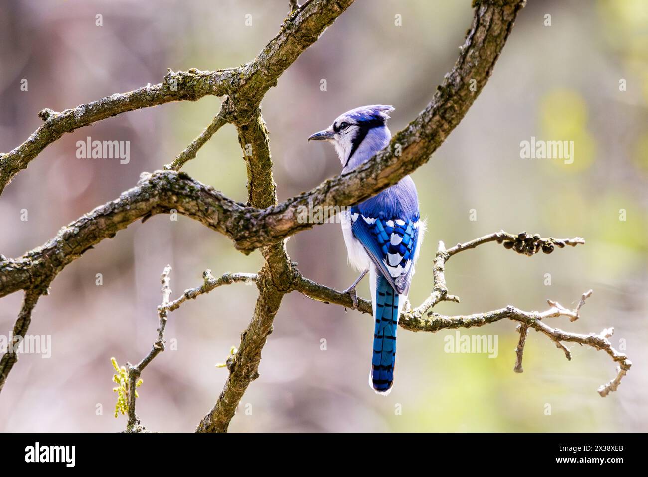 Bluejay bird below hi-res stock photography and images - Alamy