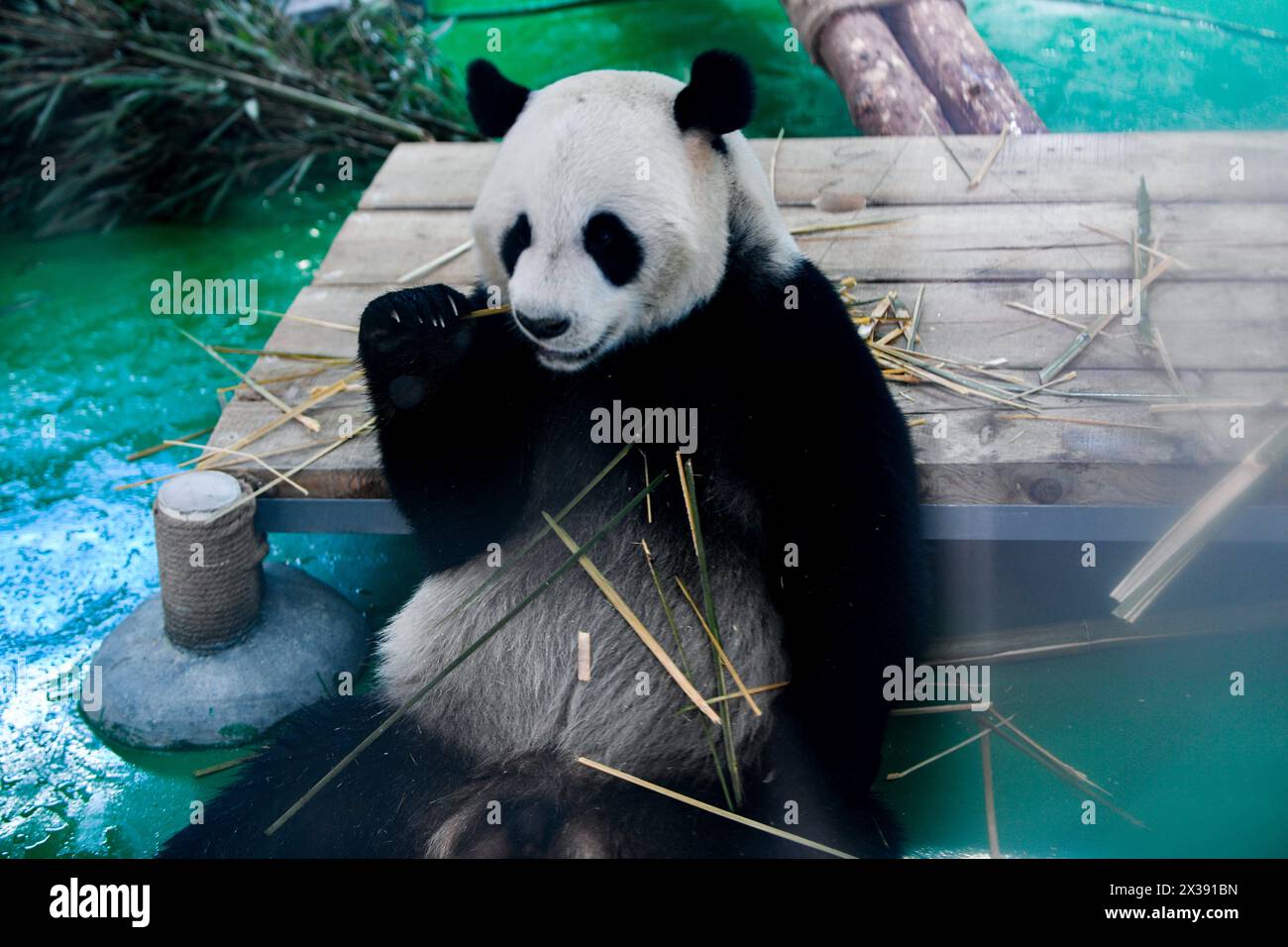 Gansulanzhou, China's Gansu Province. 25th Apr, 2024. Giant panda Man ...