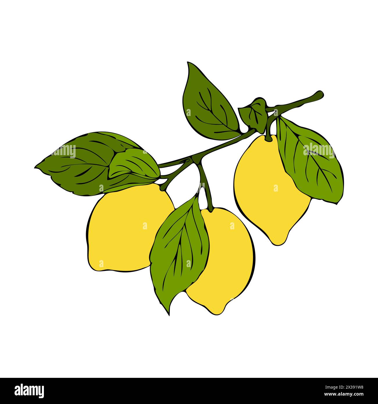 Lemon branch with yellow fruits citrus, hand drawn sketch, isolated, white background. Vector ...