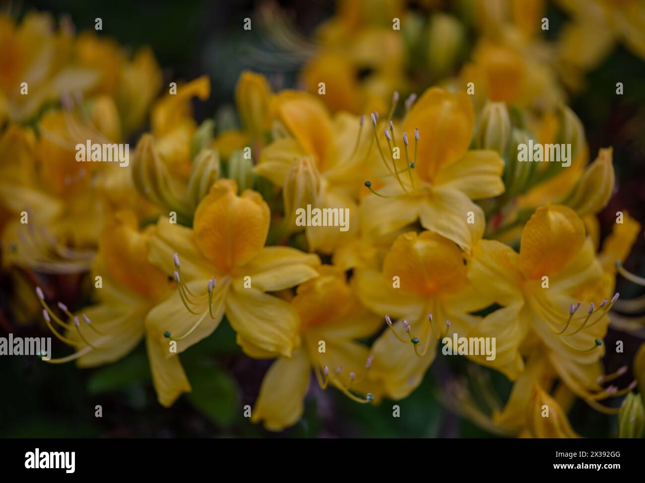 Azalea rhododendron luteum blossom Stock Photo - Alamy