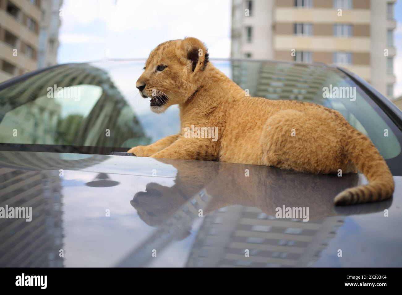 Funny fluffy lion calf sit on car near front window and looks around ...