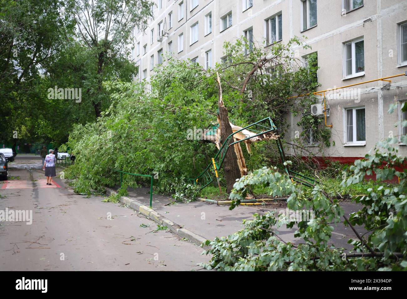 Big fallen tree after storm near grey residential building in Moscow ...