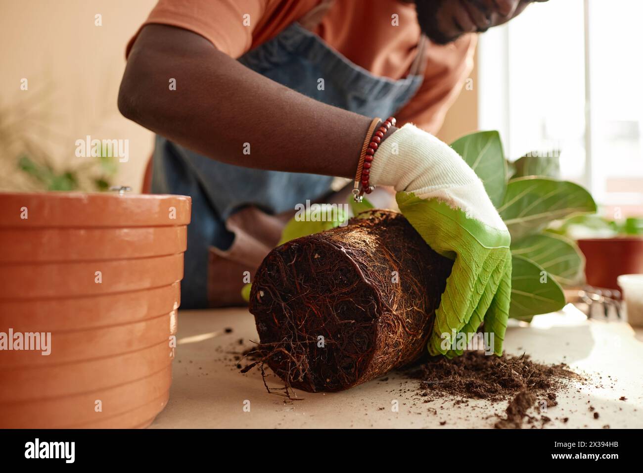Black man repotting houseplants hi-res stock photography and images - Alamy