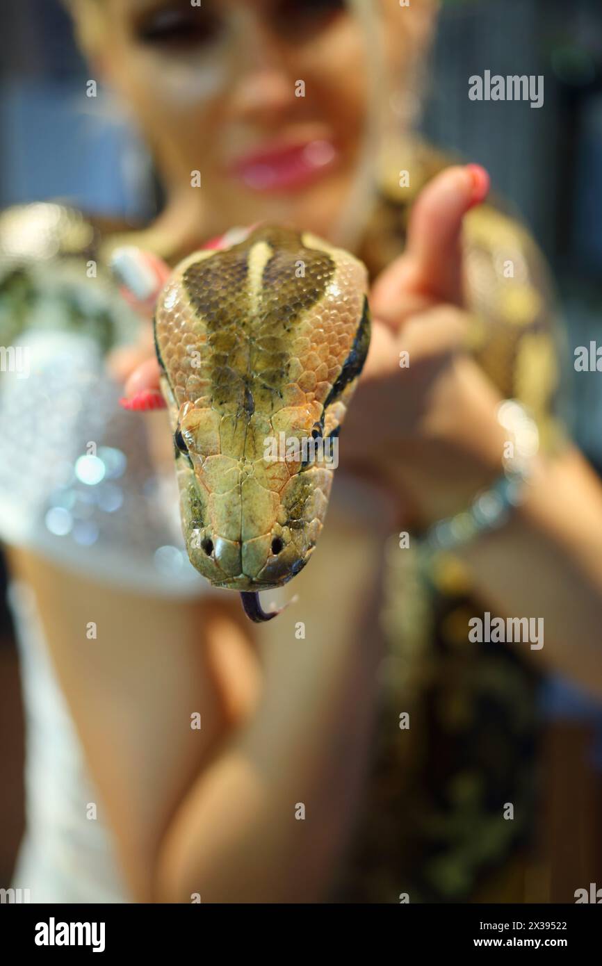 Pretty woman holds big snake, shallow dof, focus on snake head Stock ...