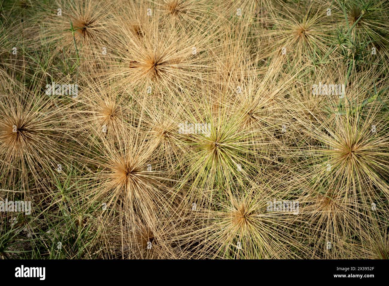 Spinifex seeds. Spinifex plants are single-sexed, bearing either male ...