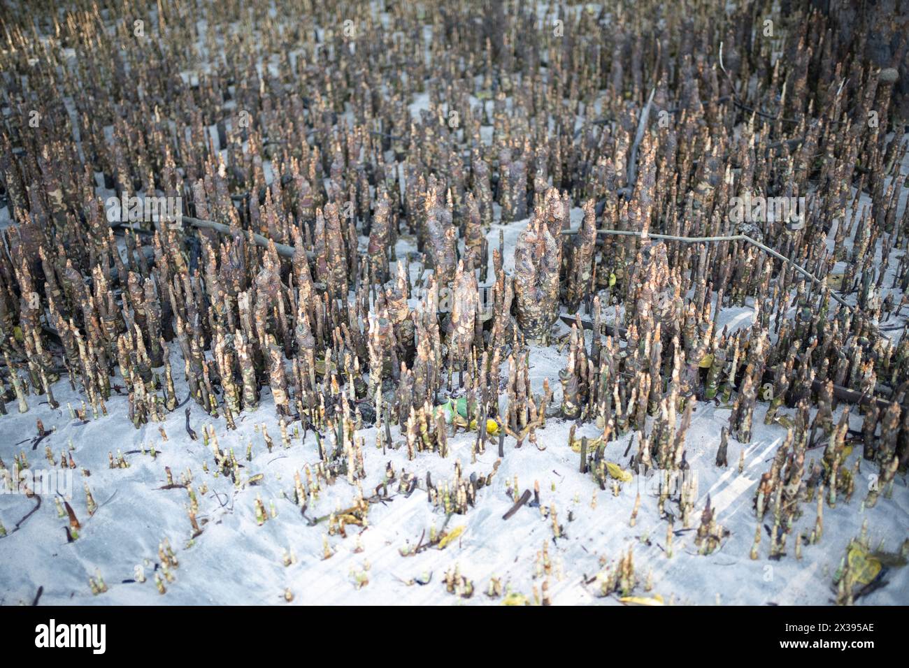 Pneumatophores mangrove roots. Pneumatophores are roots that grow ...