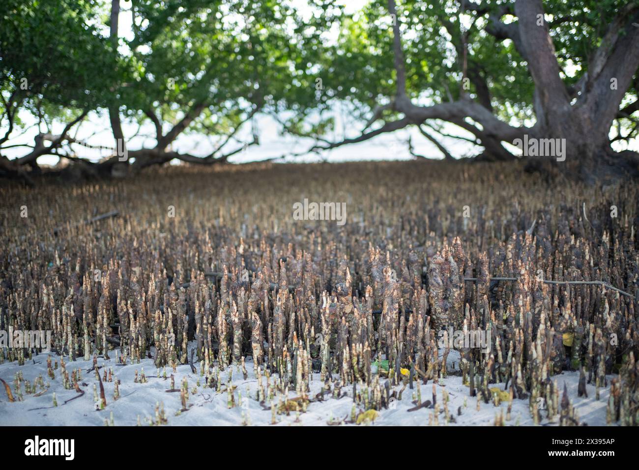 Pneumatophores mangrove roots. Pneumatophores are roots that grow ...