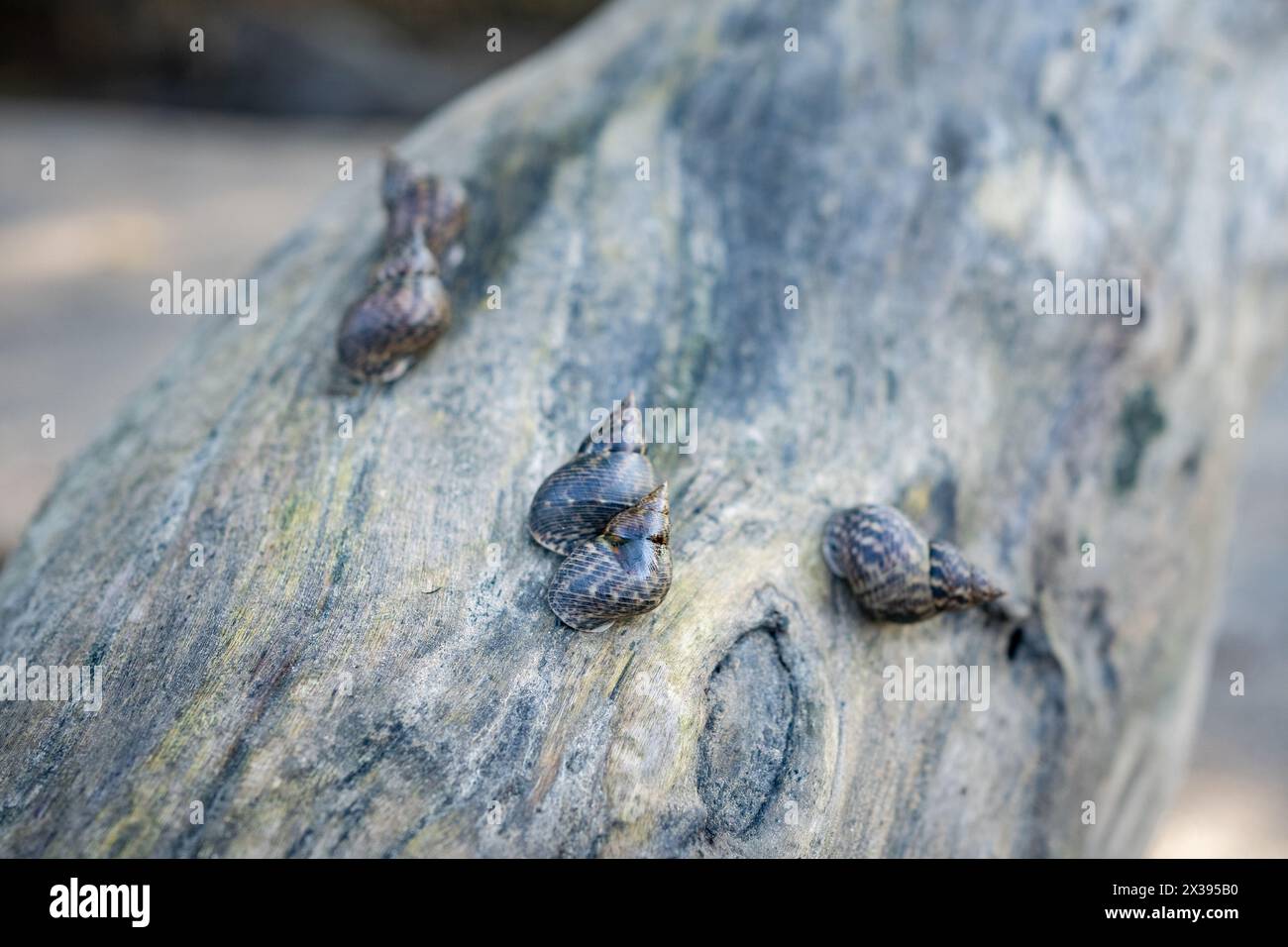 Littorinid snail on dead mangrove trunk. The mangrove snail spends most of its life in its shell ...