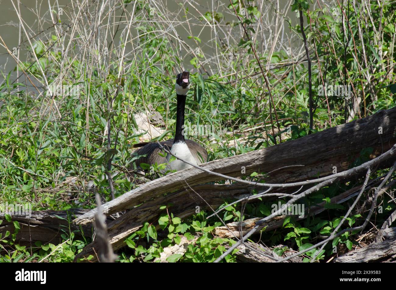 Branta canadensis nest hi-res stock photography and images - Alamy