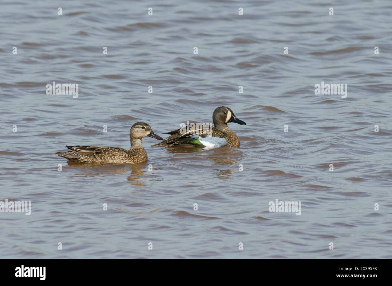 Pair of blue winged teal hi-res stock photography and images - Alamy