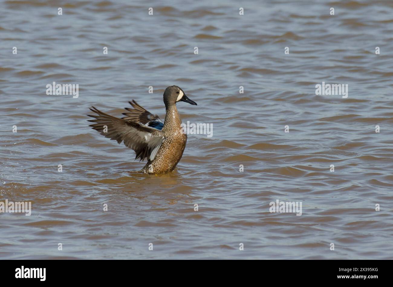 Drake blue wing teal hi-res stock photography and images - Alamy