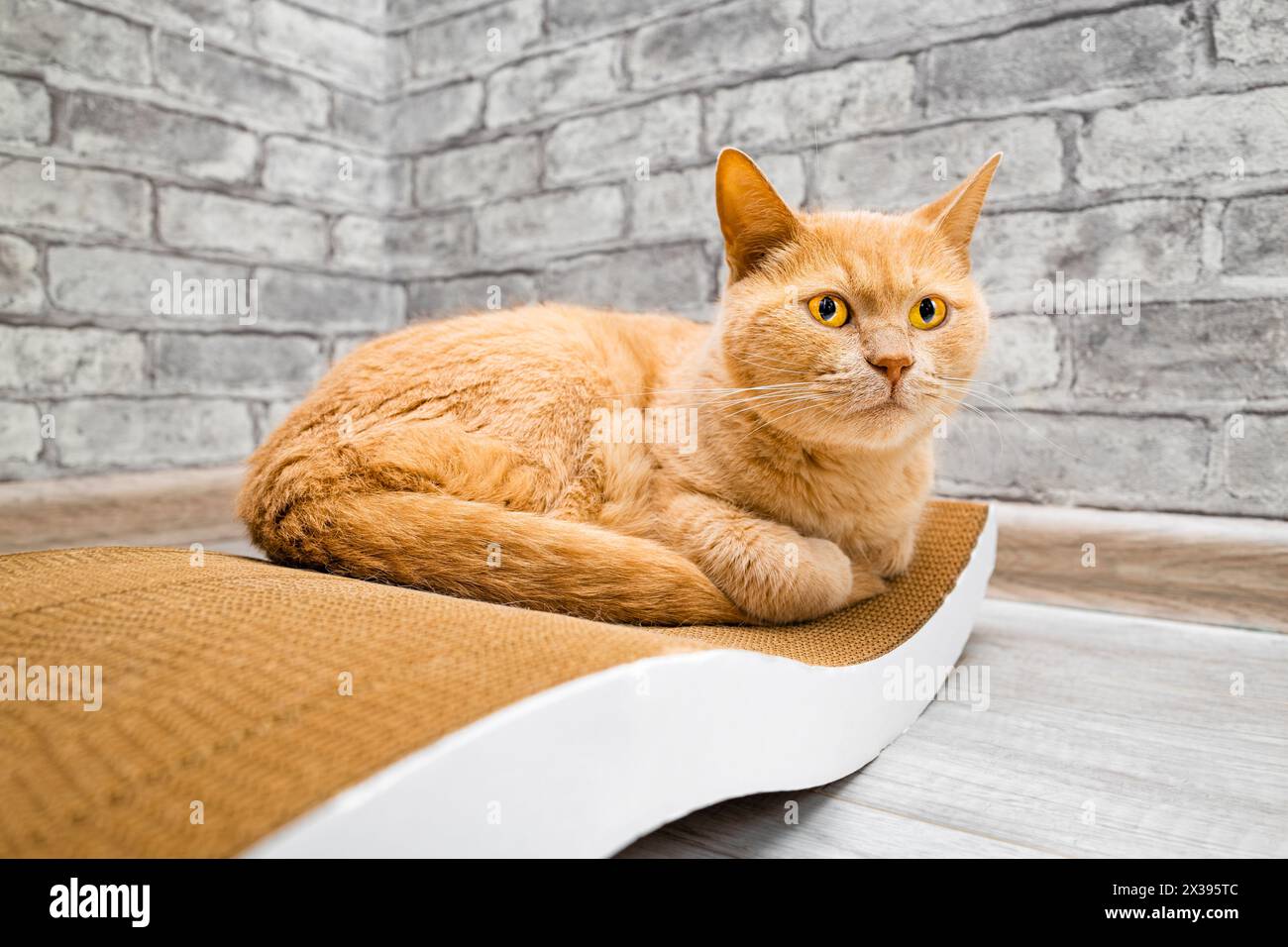 red cat lies on a scratching post. cardboard scratching post for cat ...