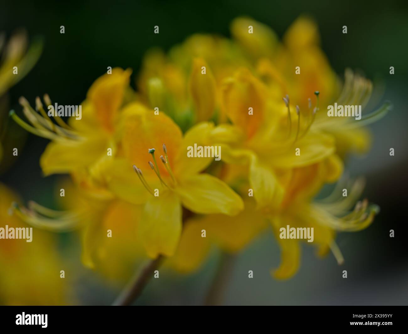 Azalea rhododendron luteum blossom Stock Photo - Alamy