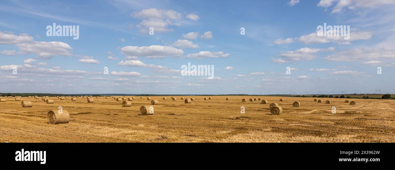 Stacks of straw - bales of hay, rolled into stacks left after ...
