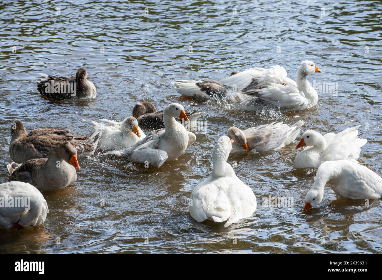 group of domestic white farm geese swim and splash water drops in dirty ...
