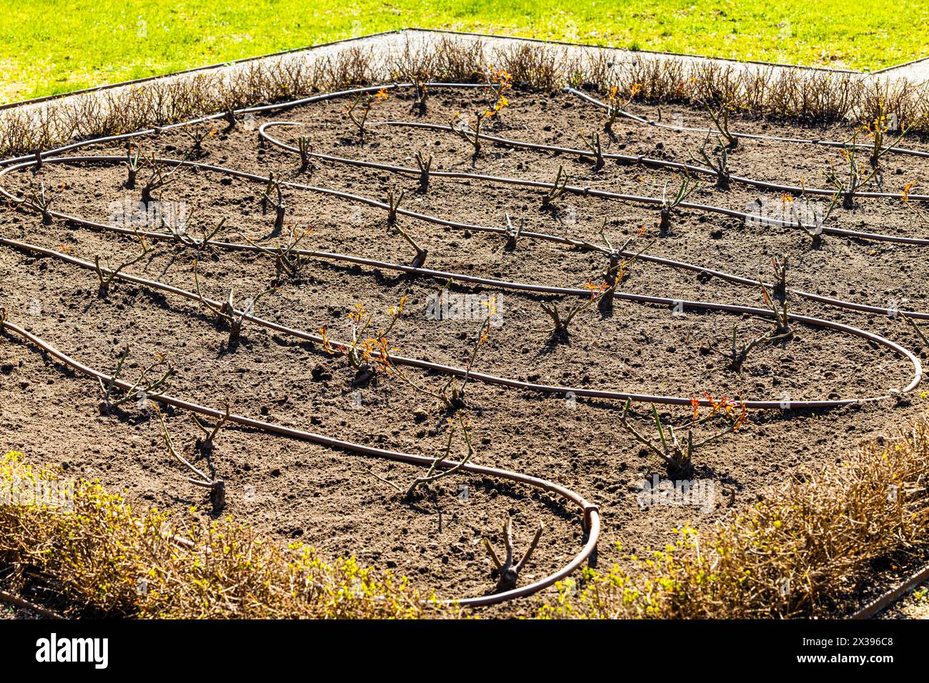 heating system for growing roses in open ground Stock Photo - Alamy