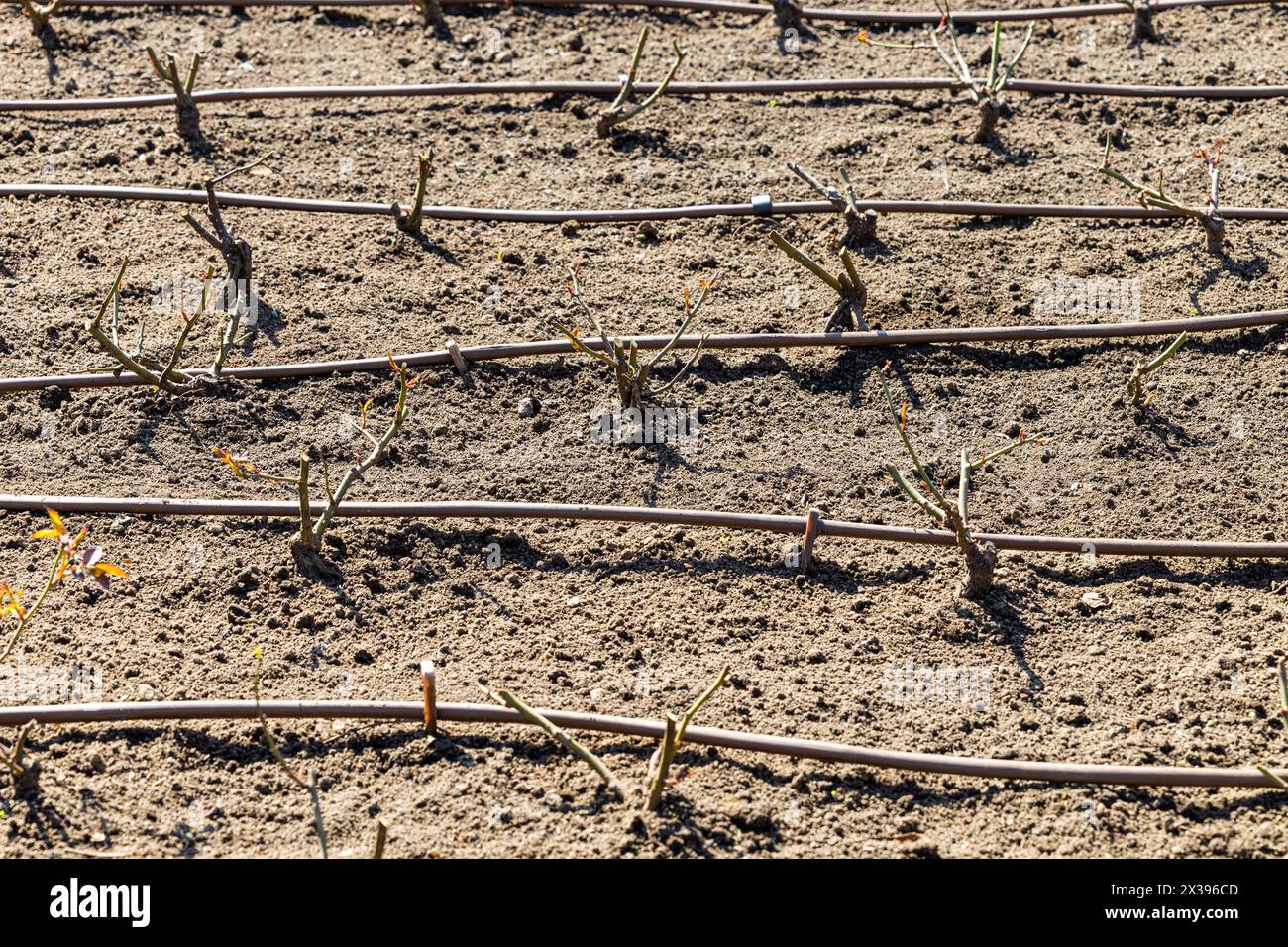 heating system for growing roses in open ground Stock Photo - Alamy