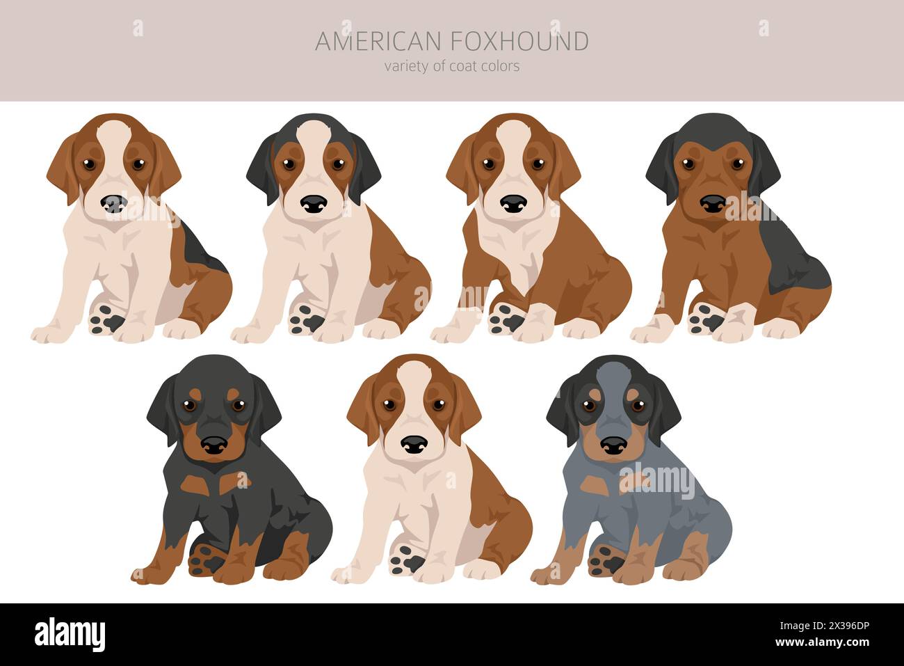 American foxhound puppy all colours clipart. Different coat colors set ...