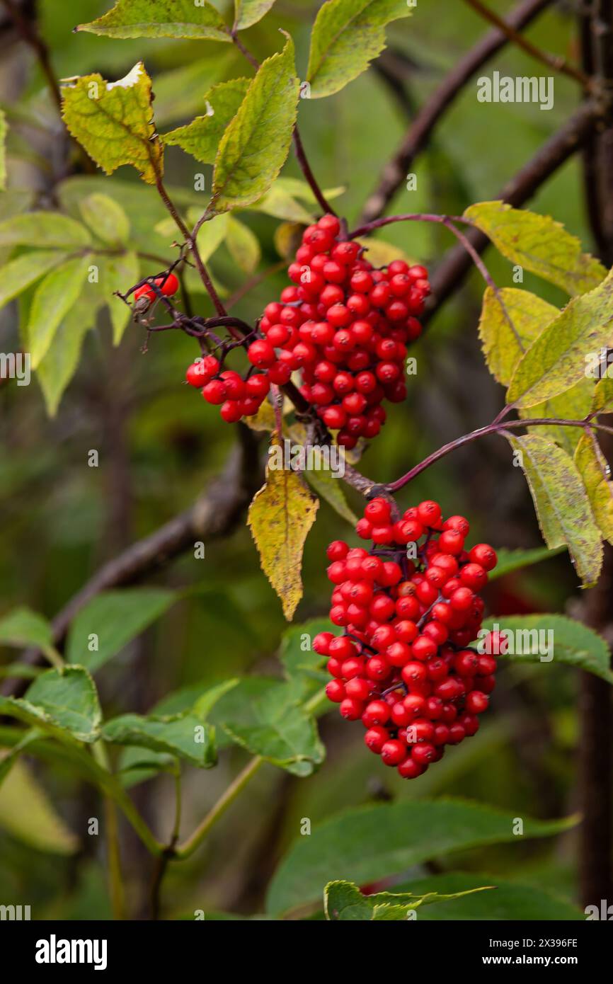 Characteristic and showy small mountain tree with red berries. Sorbus ...