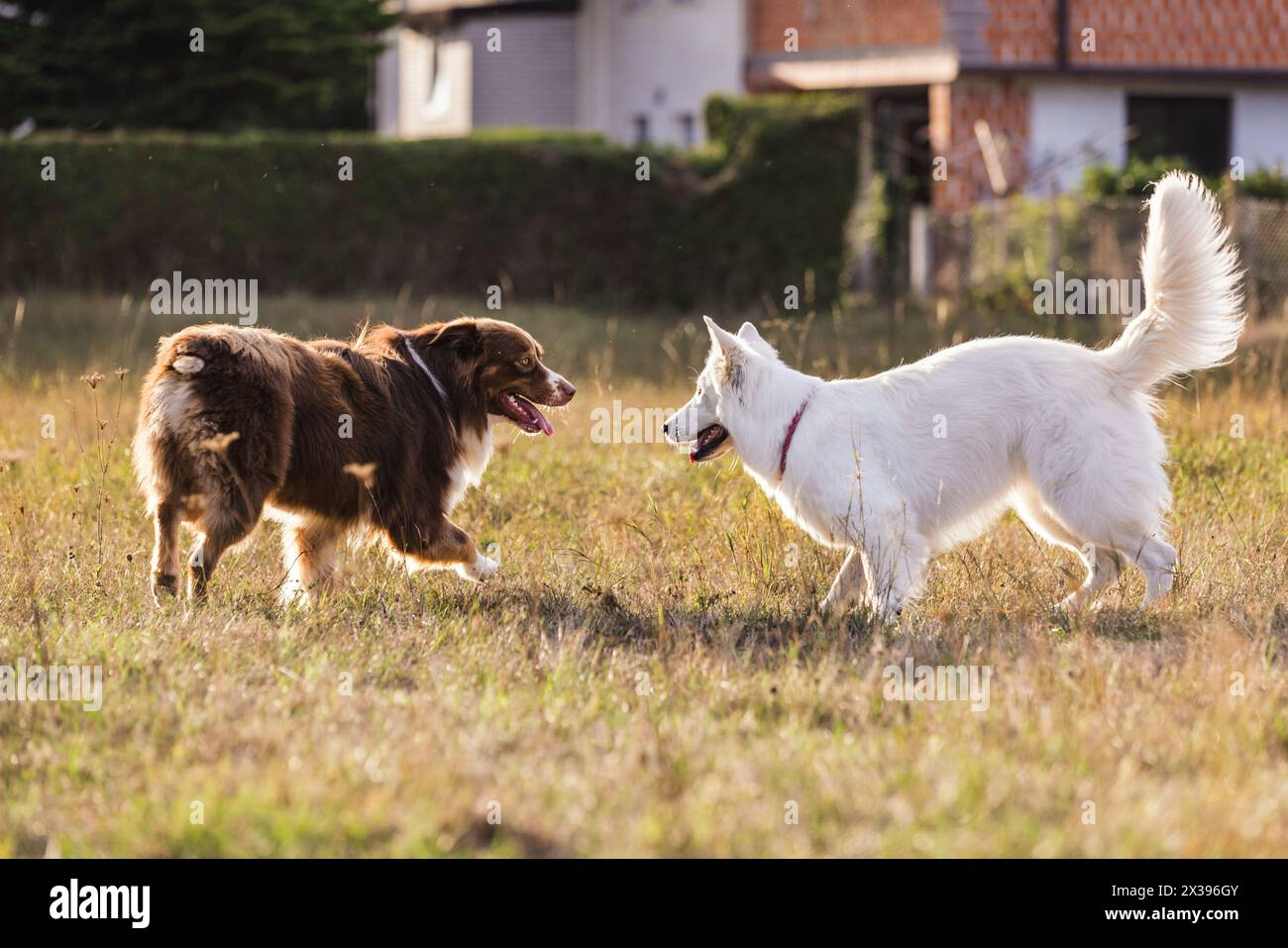 Two dogs enjoying play together outdoors, in the yard field. Canine ...