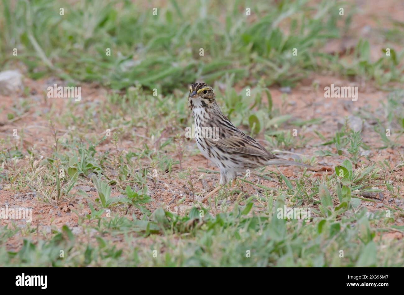Savannah Sparrow, Passerculus sandwichensis Stock Photo - Alamy