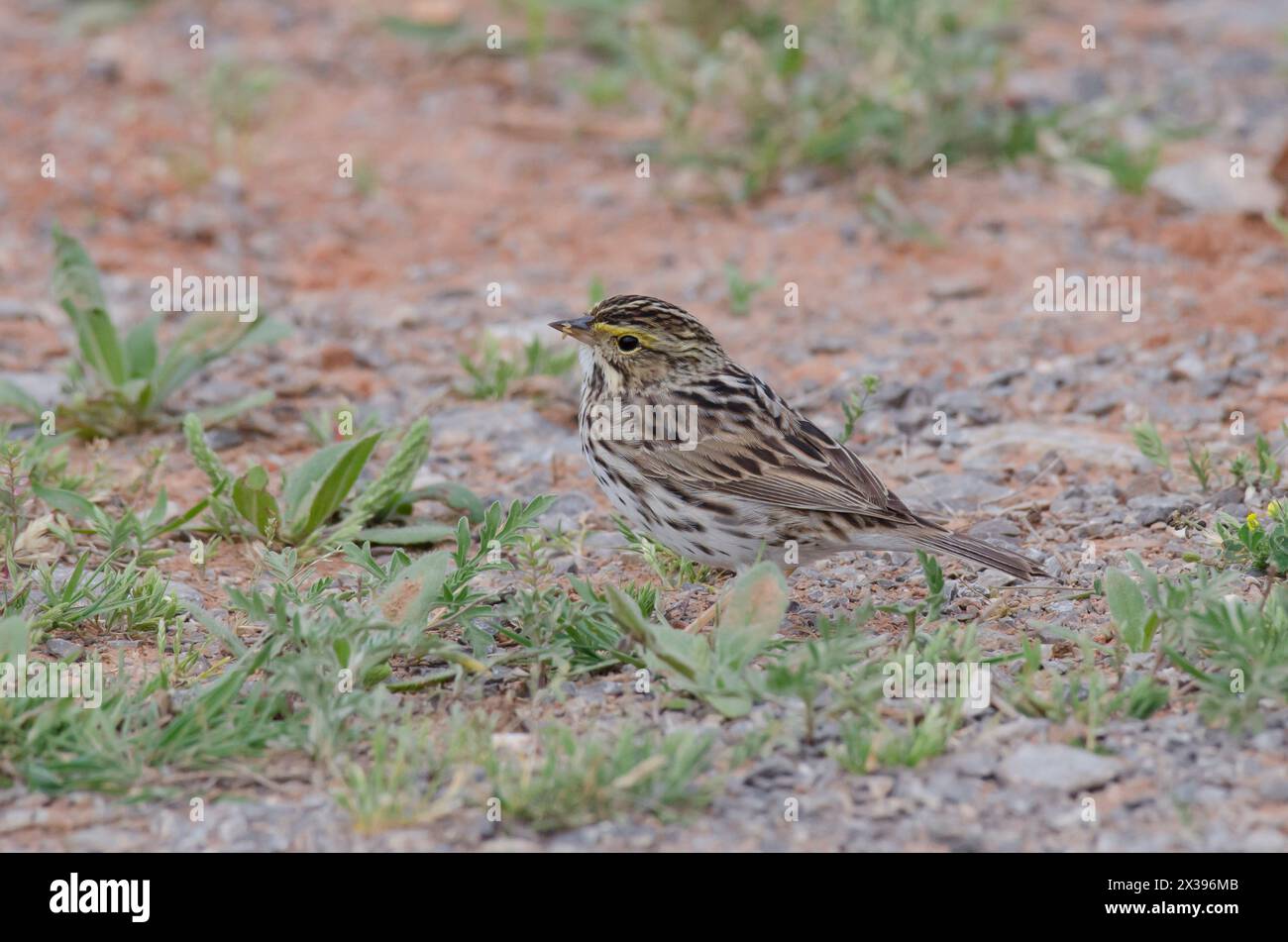 Savannah Sparrow, Passerculus sandwichensis Stock Photo - Alamy