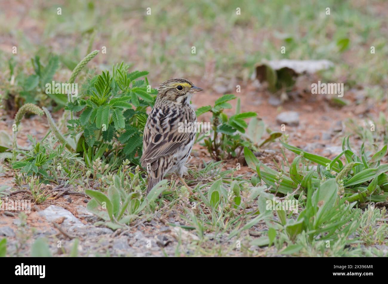 Savannah Sparrow, Passerculus sandwichensis Stock Photo - Alamy