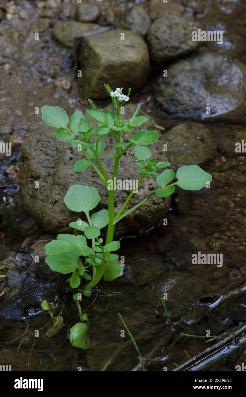 Watercress, Nasturtium officinale Stock Photo - Alamy
