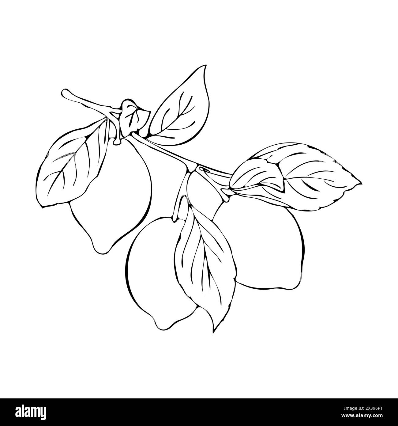 Contour of branch with fruits of citrus fruit lime or lemon, hand drawn sketch, isolated, white ...