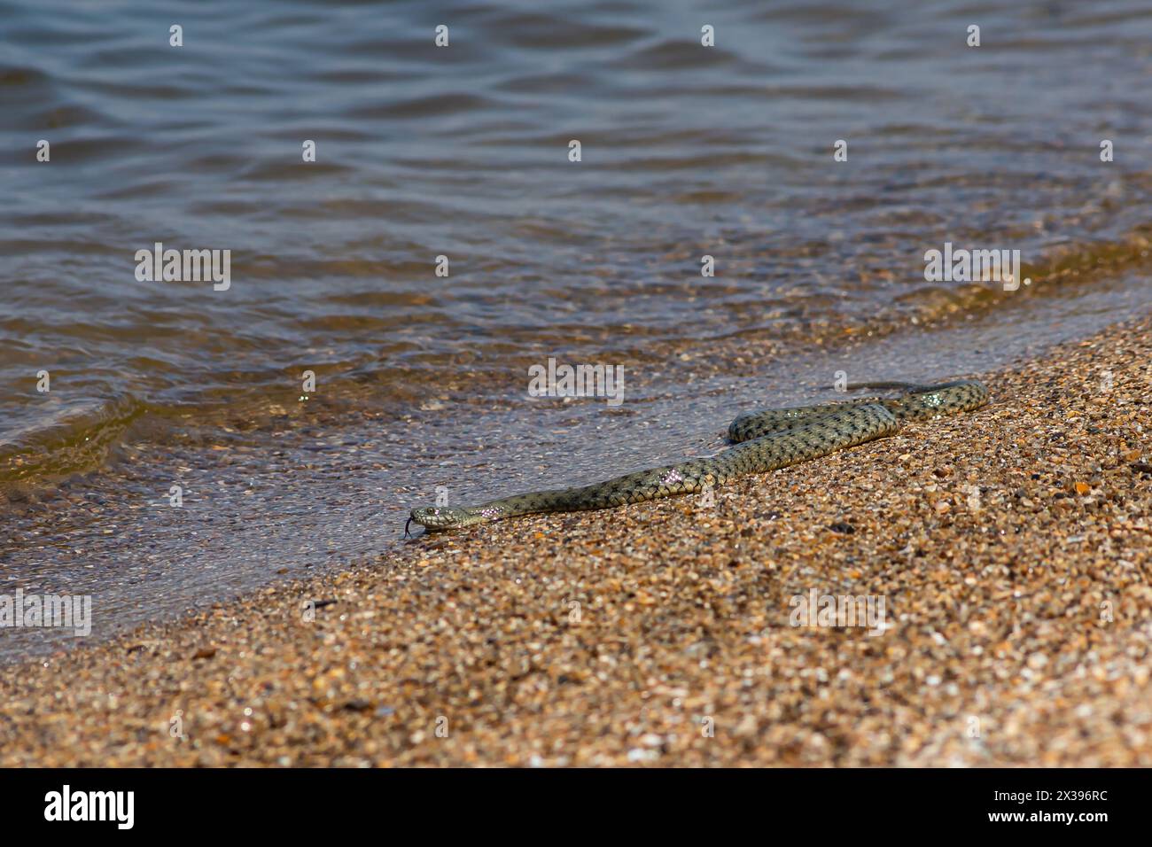 Natrix tessellata water snake on the beach Stock Photo - Alamy