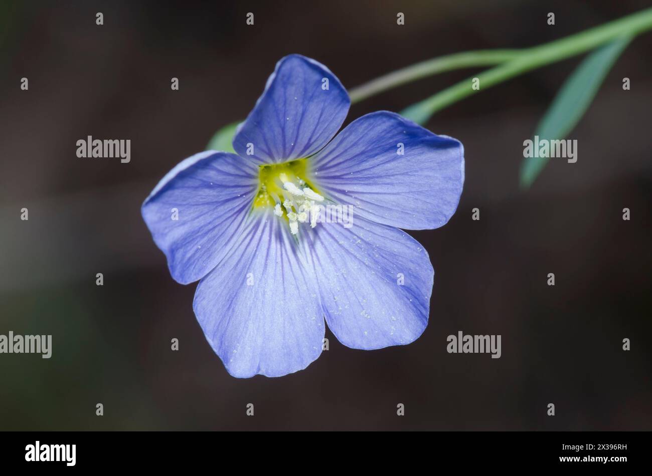Flax field bloom hi-res stock photography and images - Alamy